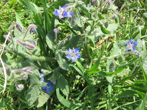 Imágenes de Boragine: descubre bancos de fotos, ilustraciones, vectores ...