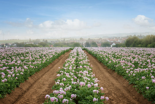 Potato-Field Images – Browse 517 Stock Photos, Vectors, and Video ...