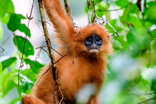Colobinae Bilder – Durchsuchen 12,389 Archivfotos, Vektorgrafiken und ...