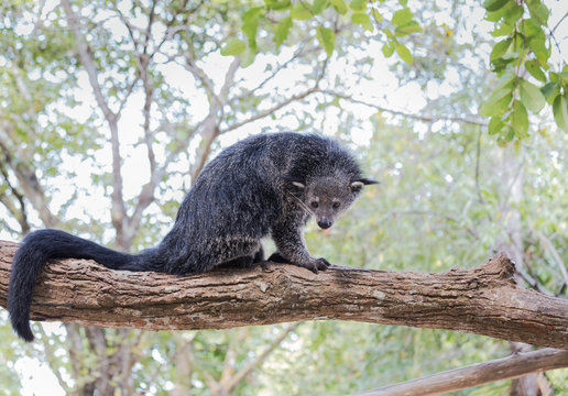 รูปภาพBearcat – เลือกดูภาพถ่ายสต็อก เวกเตอร์ และวิดีโอ2,164 | Adobe Stock