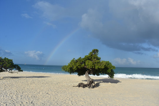 Divi-Divi-Tree Images – Browse 49 Stock Photos, Vectors, and Video ...