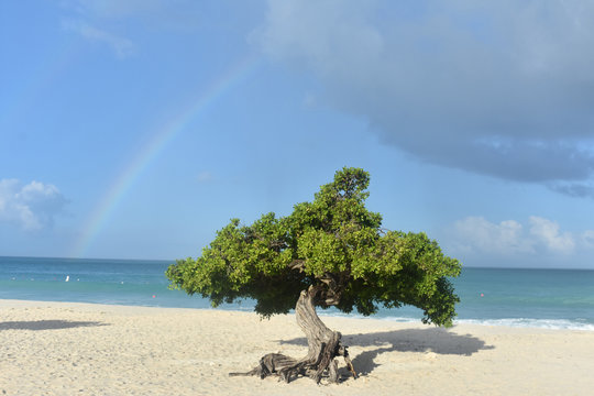 Divi-Divi-Tree Images – Browse 38 Stock Photos, Vectors, and Video ...