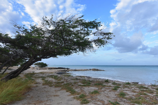 Divi-Divi-Tree Images – Browse 49 Stock Photos, Vectors, and Video ...