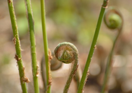 รูปภาพPteridopsida – เลือกดูภาพถ่ายสต็อก เวกเตอร์ และวิดีโอ1,800 ...