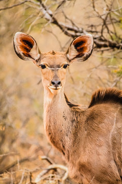 Koedoe bilder – Bläddra bland 104 stockfoton, vektorer och videor ...