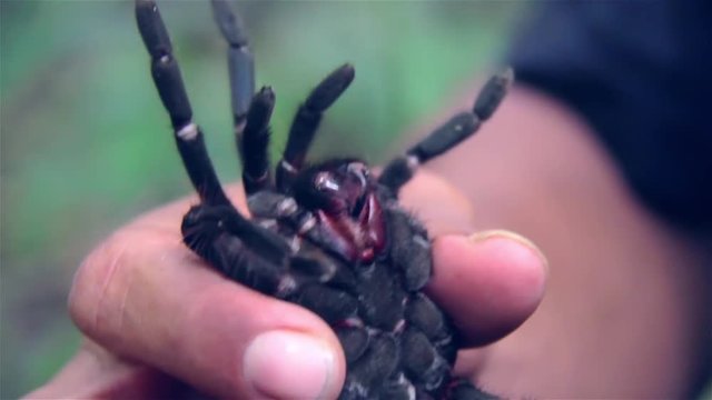Tarantula On Hand Images – Browse 4,758 Stock Photos, Vectors, and ...