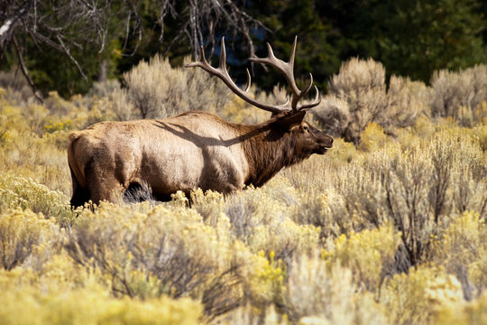 "Male Elk" Bilder – Durchsuchen 302 Archivfotos, Vektorgrafiken und ...