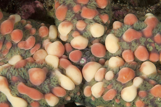 「Lawat」の写真素材 | 4件の無料イラスト画像 | Adobe Stock