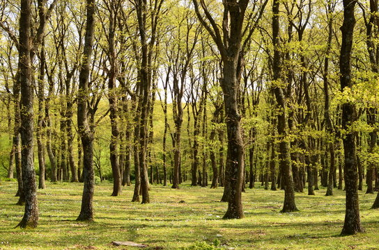 Radura Images – Parcourir 654 le catalogue de photos, vecteurs et ...