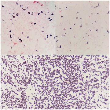 Cocci Bacteria Under Microscope