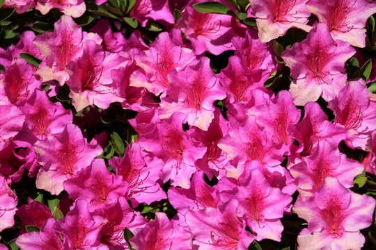 รูปภาพAzaleen – เลือกดูภาพถ่ายสต็อก เวกเตอร์ และวิดีโอ1,013 | Adobe Stock