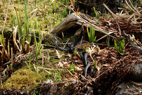 Kommentkampf Images – Browse 8 Stock Photos, Vectors, and Video | Adobe ...