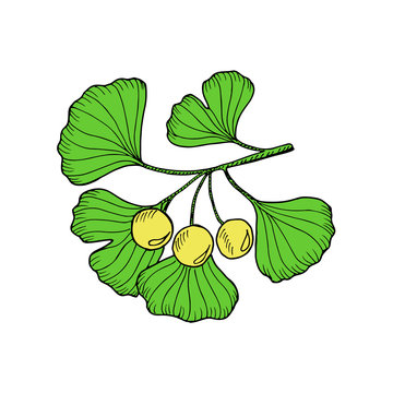 Ginkgopsida Images – Browse 37 Stock Photos, Vectors, and Video | Adobe ...