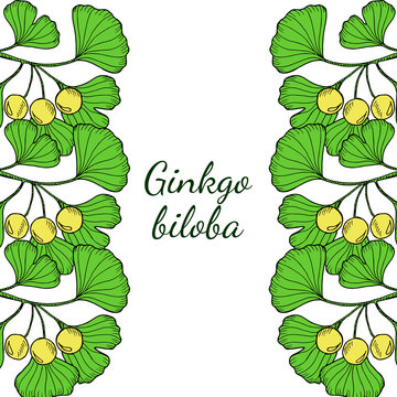 Ginkgopsida Images – Browse 37 Stock Photos, Vectors, and Video | Adobe ...