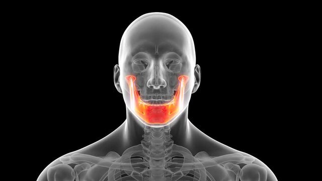 Jaw Images – Browse 296,263 Stock Photos, Vectors, and Video | Adobe Stock