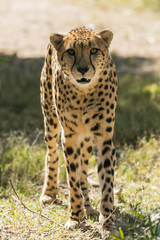 Cheetah photos, royalty-free images, graphics, vectors & videos | Adobe ...