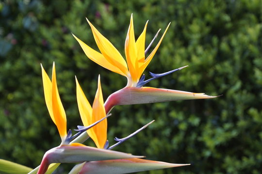 รูปภาพMagnoliopsida – เลือกดูภาพถ่ายสต็อก เวกเตอร์ และวิดีโอ9,914 ...