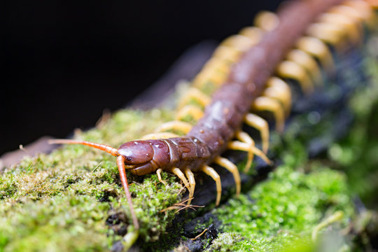 Scolopendromorpha Bilder – Durchsuchen 70 Archivfotos, Vektorgrafiken und Videos | Adobe Stock