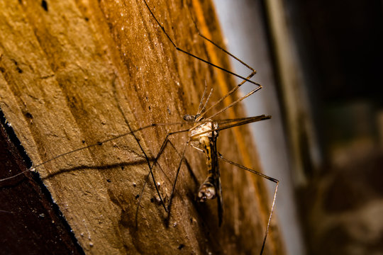 Imágenes de Sancudo: descubre bancos de fotos, ilustraciones, vectores ...
