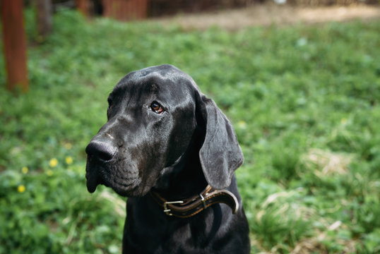 รูปภาพBoarhound – เลือกดูภาพถ่ายสต็อก เวกเตอร์ และวิดีโอ121 | Adobe Stock