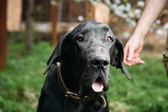 รูปภาพBoarhound – เลือกดูภาพถ่ายสต็อก เวกเตอร์ และวิดีโอ134 | Adobe Stock