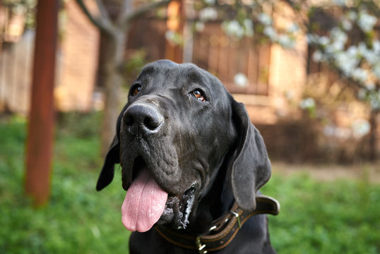 รูปภาพBoarhound – เลือกดูภาพถ่ายสต็อก เวกเตอร์ และวิดีโอ134 | Adobe Stock