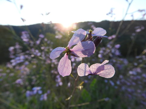 「Aleli」の写真素材 | 18件の無料イラスト画像 | Adobe Stock