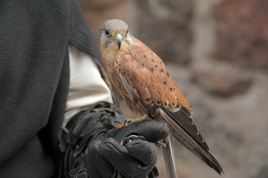 Windhover Images – Browse 62 Stock Photos, Vectors, and Video | Adobe Stock