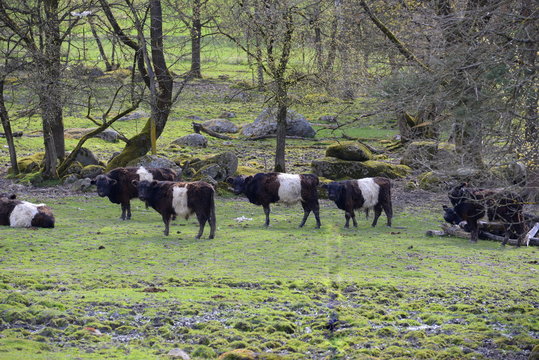 Rinderherde Images – Parcourir 1,204 le catalogue de photos, vecteurs ...