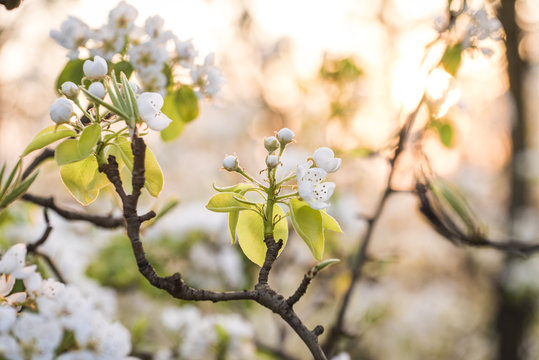 Peschi bilder – Bläddra bland 82 stockfoton, vektorer och videor ...