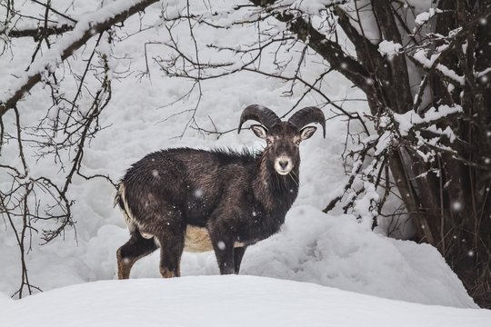 รูปภาพMusmon – เลือกดูภาพถ่ายสต็อก เวกเตอร์ และวิดีโอ11,828 | Adobe Stock