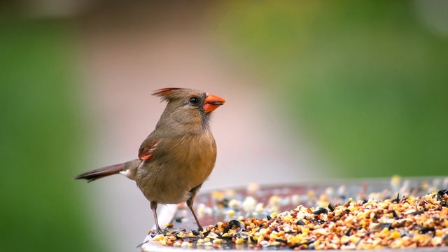 "Female Cardinal" Images – Browse 398 Stock Photos, Vectors, and Video ...