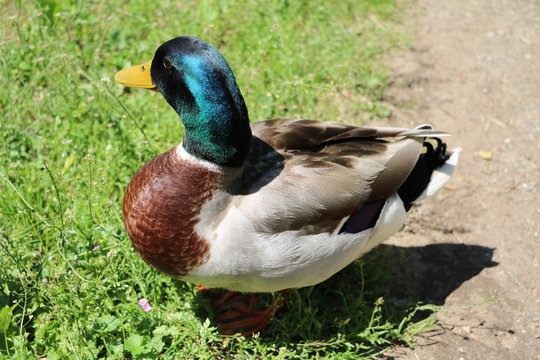 รูปภาพHausente – เลือกดูภาพถ่ายสต็อก เวกเตอร์ และวิดีโอ449 | Adobe Stock