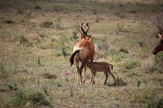 Trinking Images – Browse 109 Stock Photos, Vectors, and Video | Adobe Stock