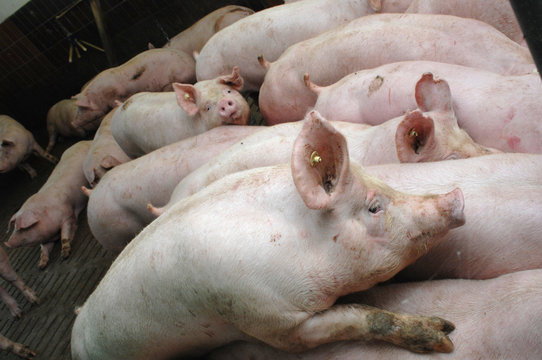 รูปภาพMastschwein – เลือกดูภาพถ่ายสต็อก เวกเตอร์ และวิดีโอ130 | Adobe Stock