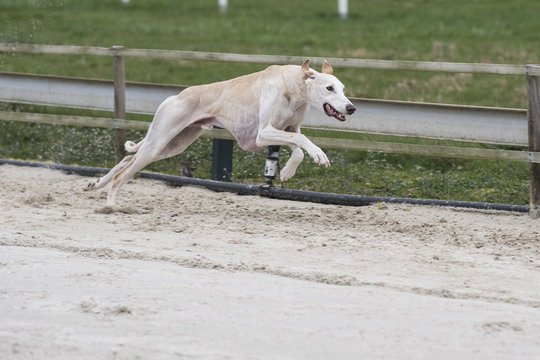 รูปภาพCynodrome – เลือกดูภาพถ่ายสต็อก เวกเตอร์ และวิดีโอ118 | Adobe Stock
