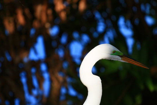 Herion Images – Browse 46 Stock Photos, Vectors, and Video | Adobe Stock