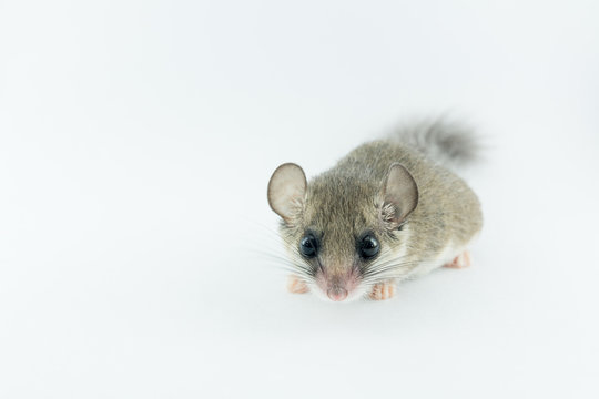 African Pygmy Dormouse