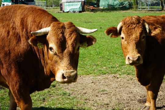 รูปภาพBullen – เลือกดูภาพถ่ายสต็อก เวกเตอร์ และวิดีโอ883 | Adobe Stock
