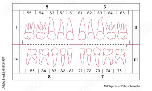 "Zähne Schemata 1, Milchgebiss Kinder" Stockfotos und lizenzfreie ...