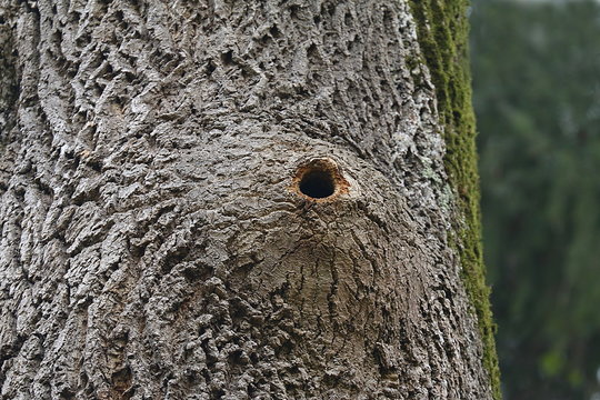 「Astloch」の画像 - 3,592 件の Stock 写真、ベクターおよびビデオ | Adobe Stock