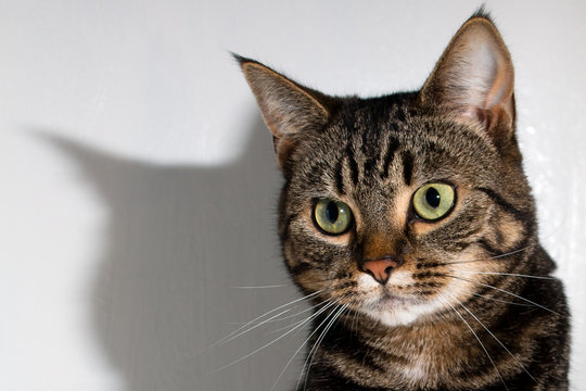 รูปภาพTabby – เลือกดูภาพถ่ายสต็อก เวกเตอร์ และวิดีโอ531,014 | Adobe Stock