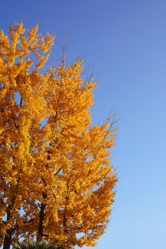 「Acacieae」の画像 - 776 件の Stock 写真、ベクターおよびビデオ | Adobe Stock