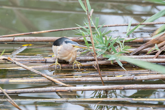 Dommel Bilder – Durchsuchen 178 Archivfotos, Vektorgrafiken und Videos ...