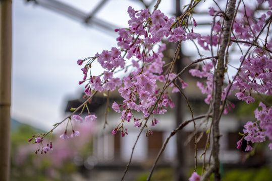 รูปภาพHeyan – เลือกดูภาพถ่ายสต็อก เวกเตอร์ และวิดีโอ88 | Adobe Stock