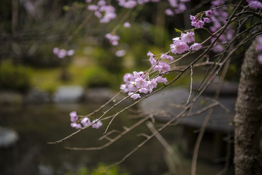 รูปภาพHeyan – เลือกดูภาพถ่ายสต็อก เวกเตอร์ และวิดีโอ88 | Adobe Stock
