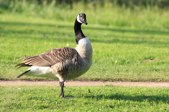 Bernache 画像 - 参照 1,875 Stock 写真、ベクターおよびビデオ | Adobe Stock