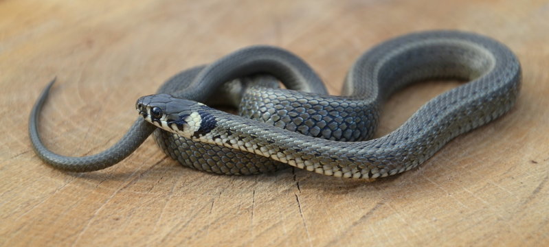 5,557 BEST Natrix IMAGES, STOCK PHOTOS & VECTORS | Adobe Stock