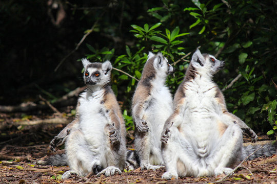 Imagens de Lemuriformes – Explore Fotografias do Stock, Vetores e ...