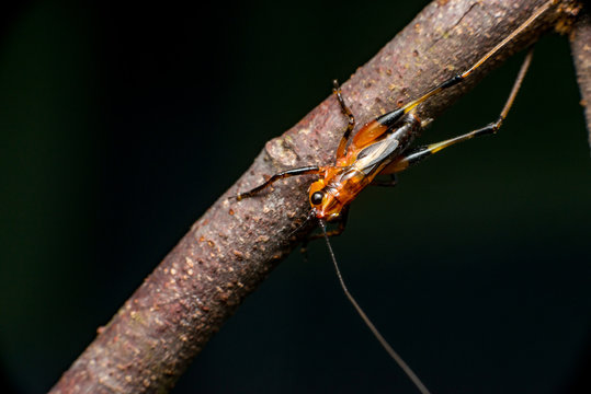 Obrazy (Melanus) — zdjęcia, wektory i wideo bez tantiem (39) | Adobe Stock